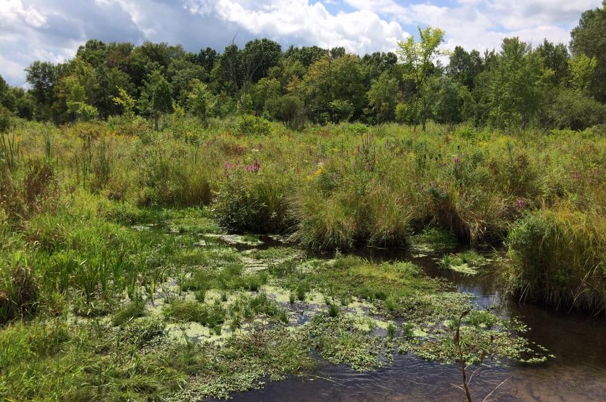 Fort Custer Training Center: Resilient Fens | Climate Change Response ...