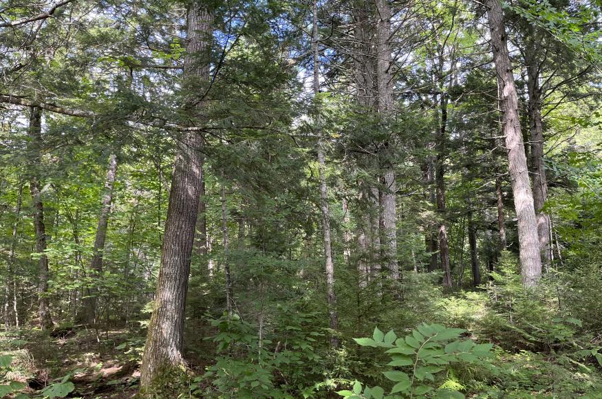 Baxter State Park: Frost Pond Late Successional Forest | Climate Change ...
