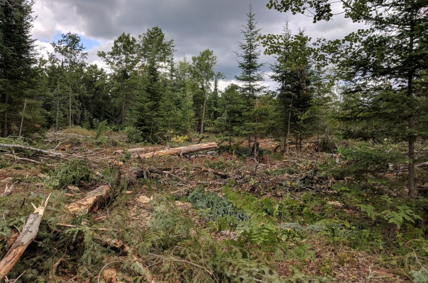 CJO Trust: 40 Acres Management Plan | Climate Change Response Framework