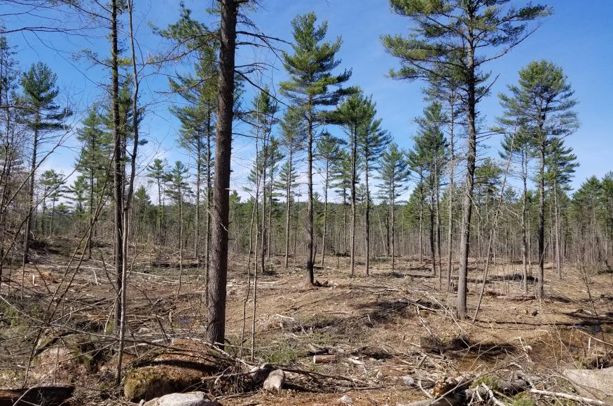 Petawawa Research Forest: Adaptive Silviculture for Climate Change ...